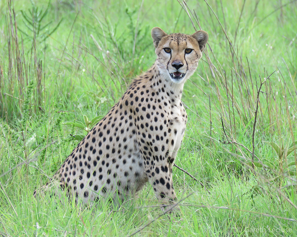 Uganda Pro Hunts