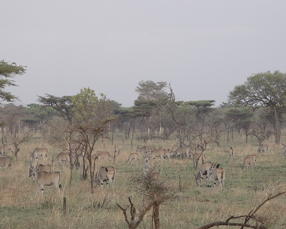 Uganda Pro Hunts