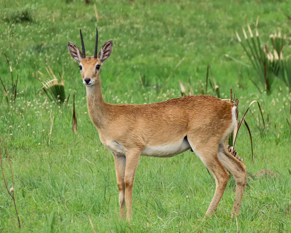 Uganda Pro Hunts